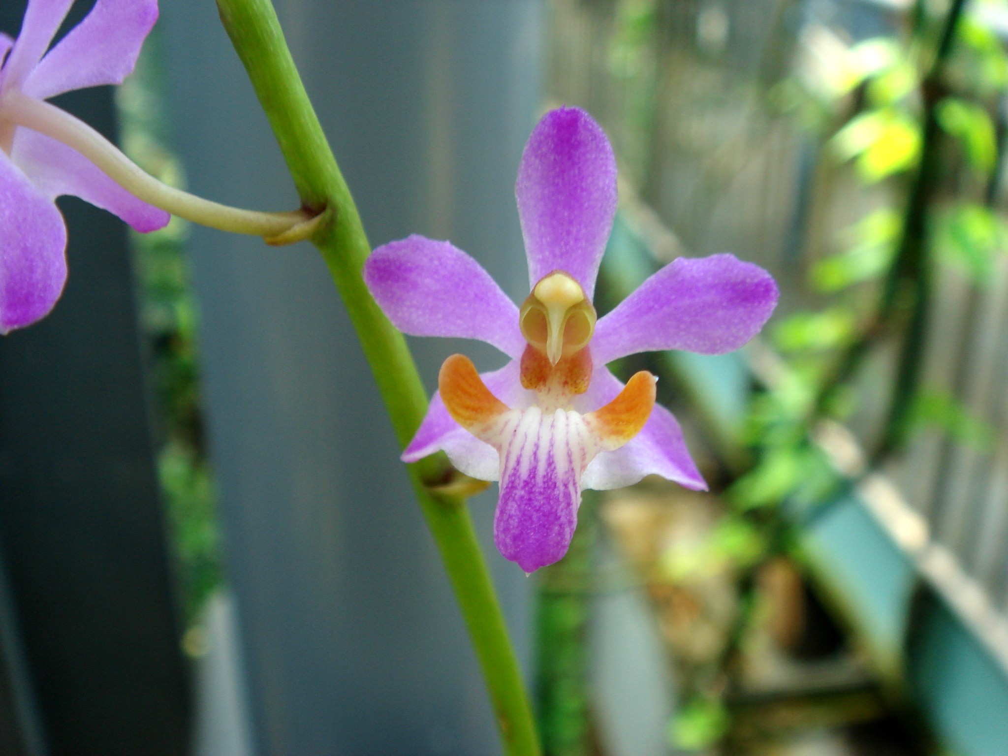 Phalaenopsis pulcherrima (Lindley) J. J. Smith